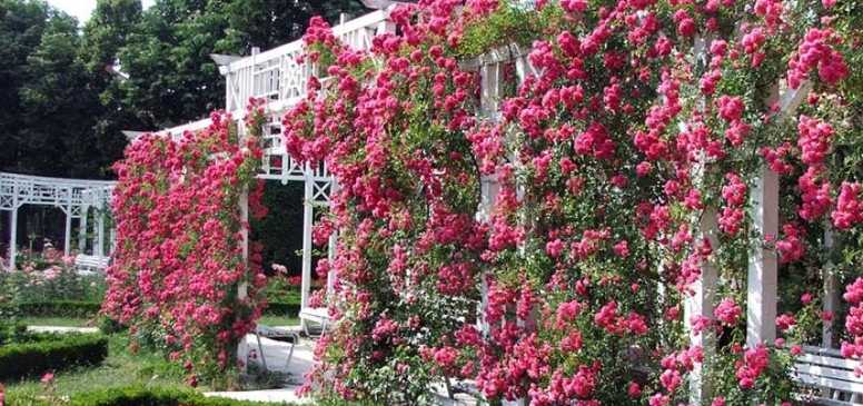 Timișoara-Cazare.com - Parcul Rozelor